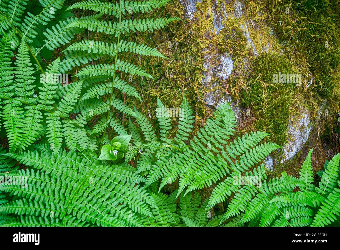 Ferns and Mossy Rock, Quinault River Trail, Olympic National Park ...