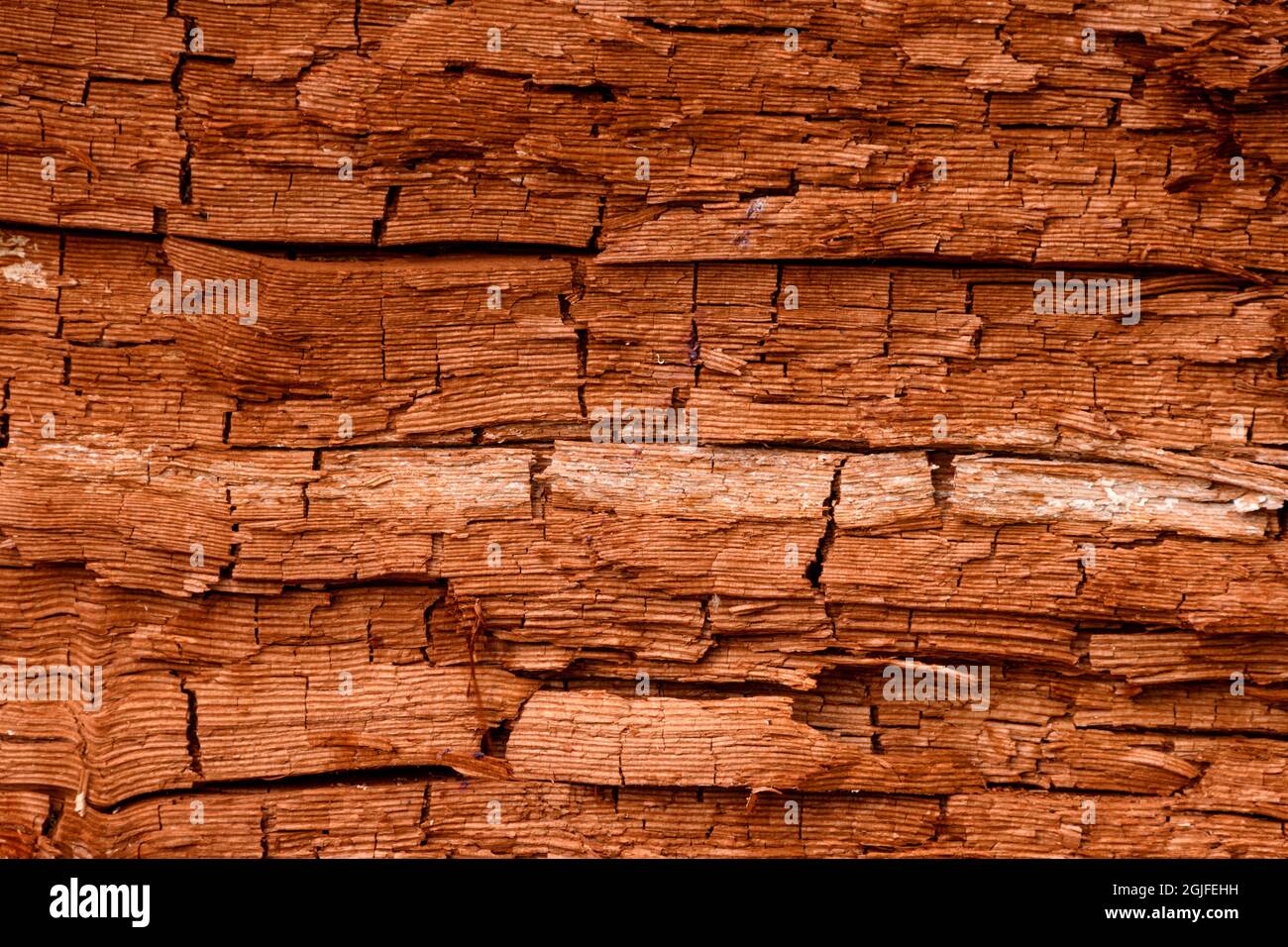 Cedar Heart, Quinault River Trail, Olympic National Park, Washington ...