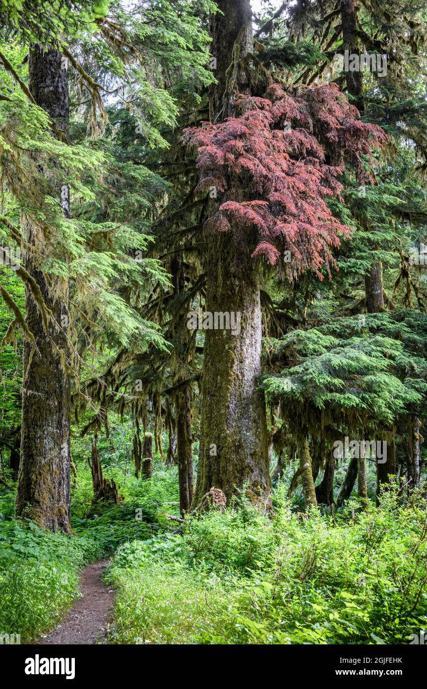 Red Conifer Branch and Trail, Quinault River Trail, Olympic National ...