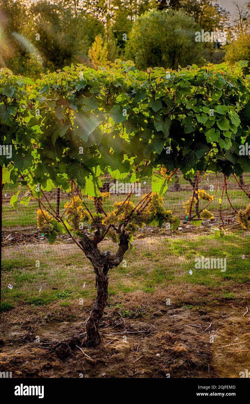 USA, Washington State, Ridgefield. Clusters of Riesling grapes in ...