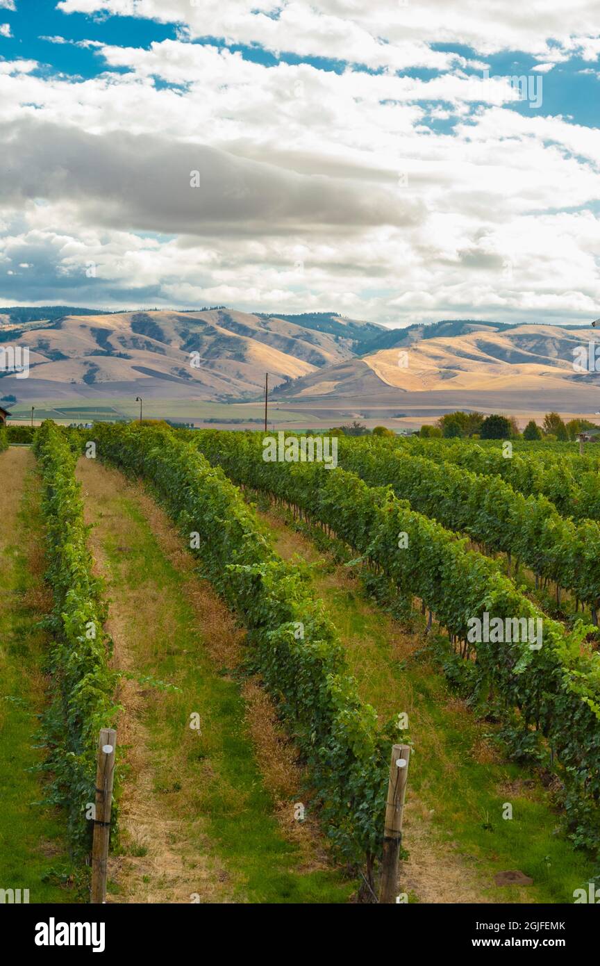 USA, Washington State, Walla Walla. Pepper Bridge Vineyard with Blue ...