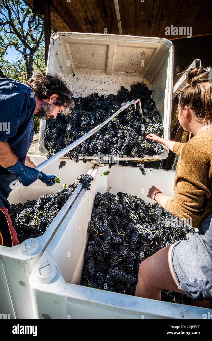Grape stomping hi-res stock photography and images - Alamy