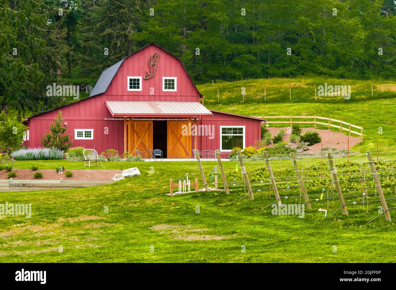 USA, Washington State, Whidbey Island. Dancing Fish winery and vineyard ...