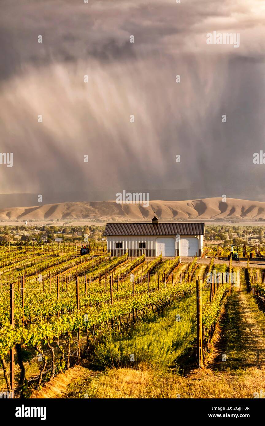 USA, Washington State, Yakima Valley, Dineen Vineyard. A spring rain ...