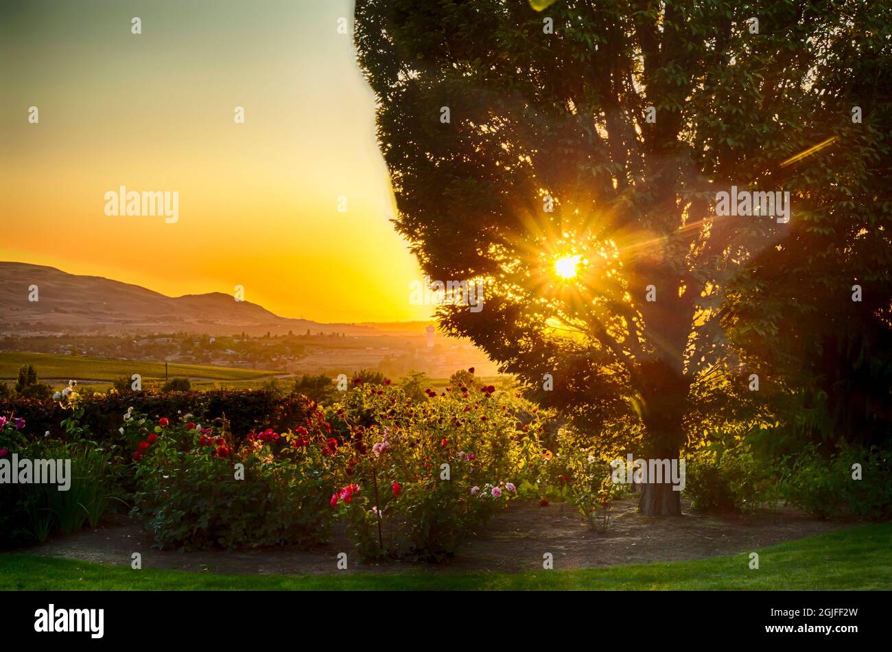 USA, Washington State, Yakima Valley. Sunset on tree and garden of ...