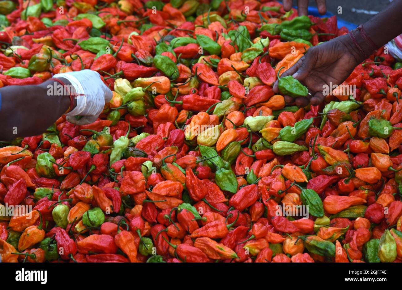 Hottest chili pepper hi-res stock photography and images - Alamy