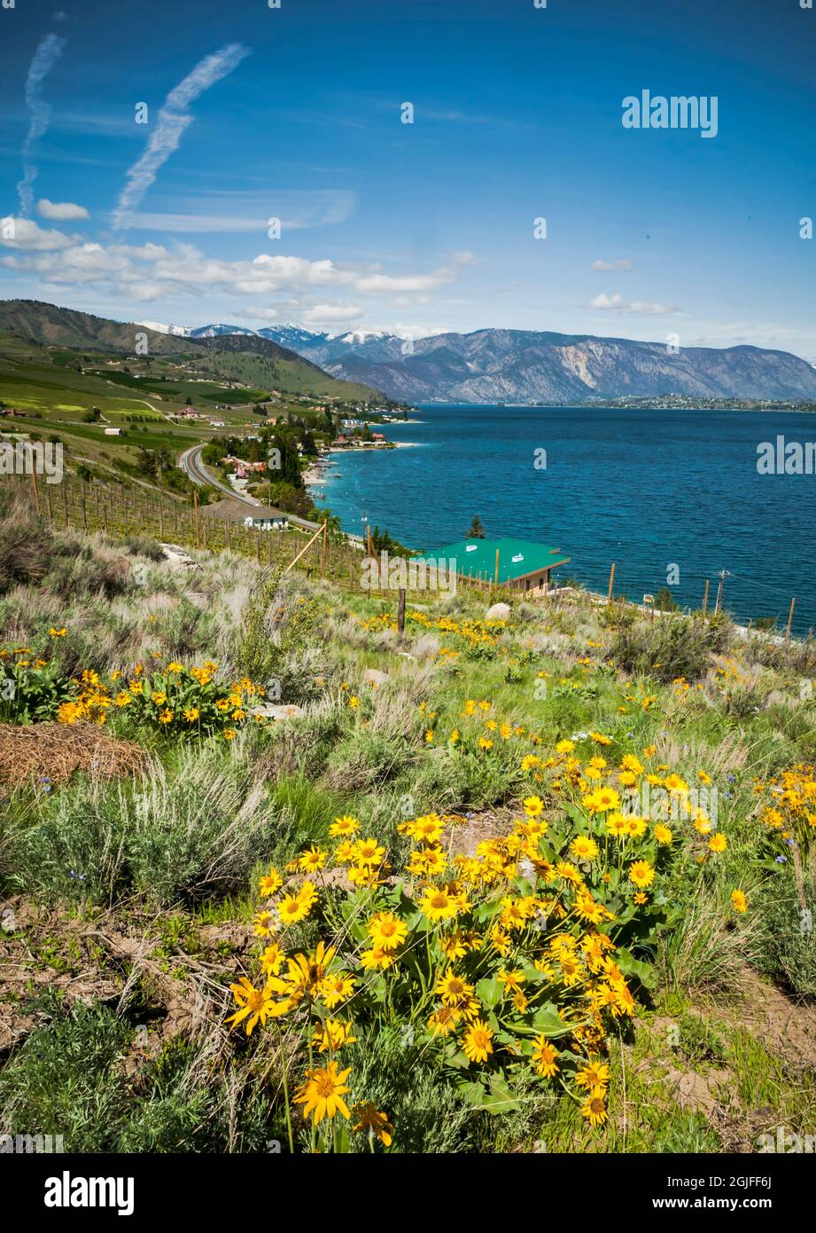 USA, Washington State, Lake Chelan. Spring flowers bloom on the hill ...