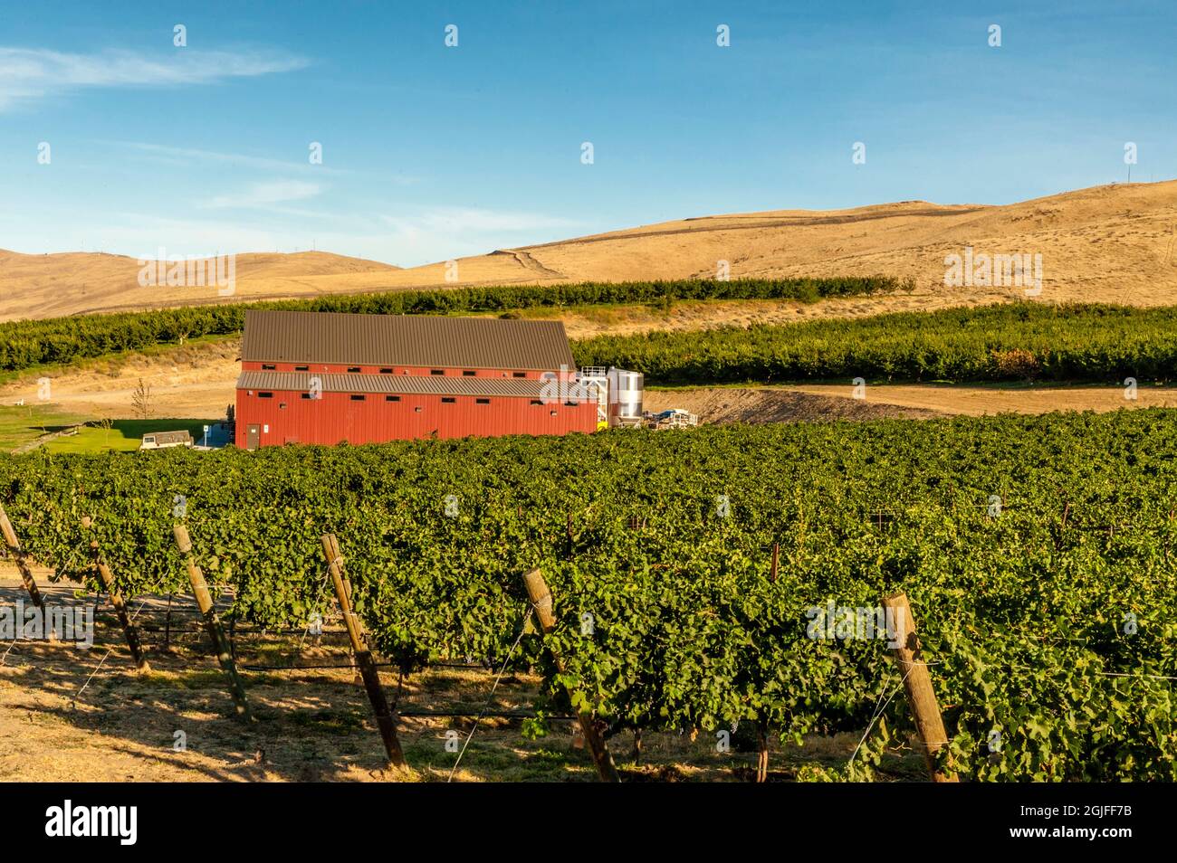 USA, Washington State, Yakima Valley. Owen Roe winery and vineyard in ...