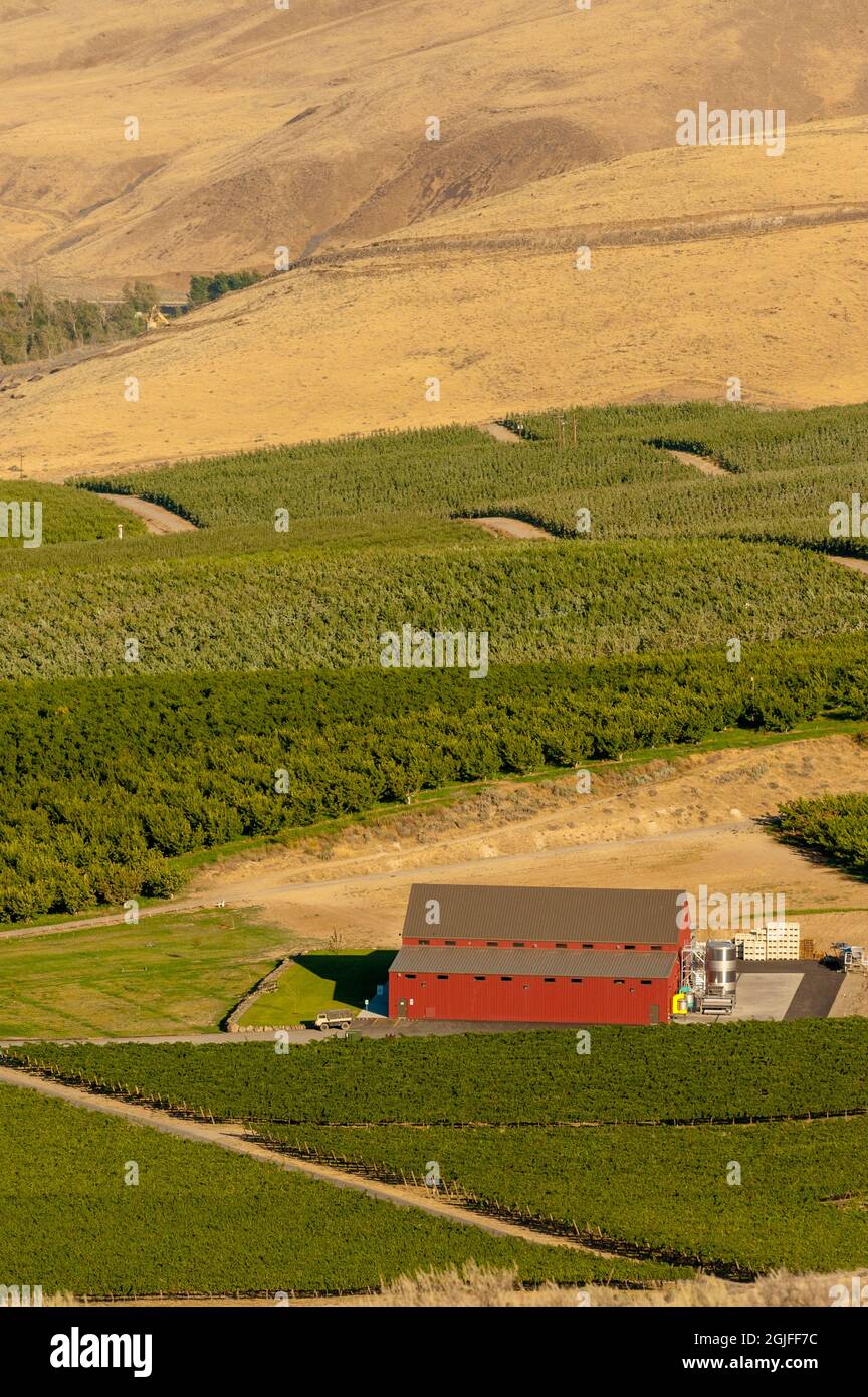 USA, Washington State, Yakima Valley. Owen Roe winery and vineyard in ...
