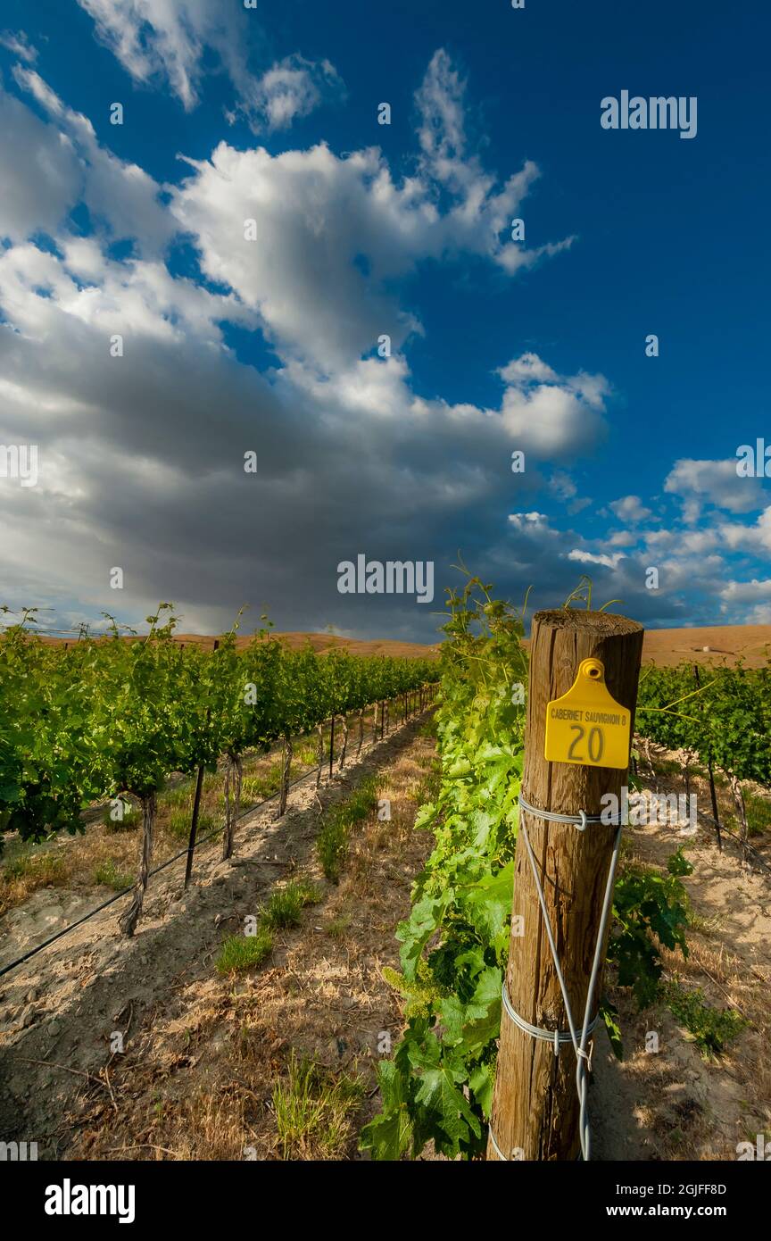 USA, Washington State, Red Mountain. Moring sun on row of Cabernet ...