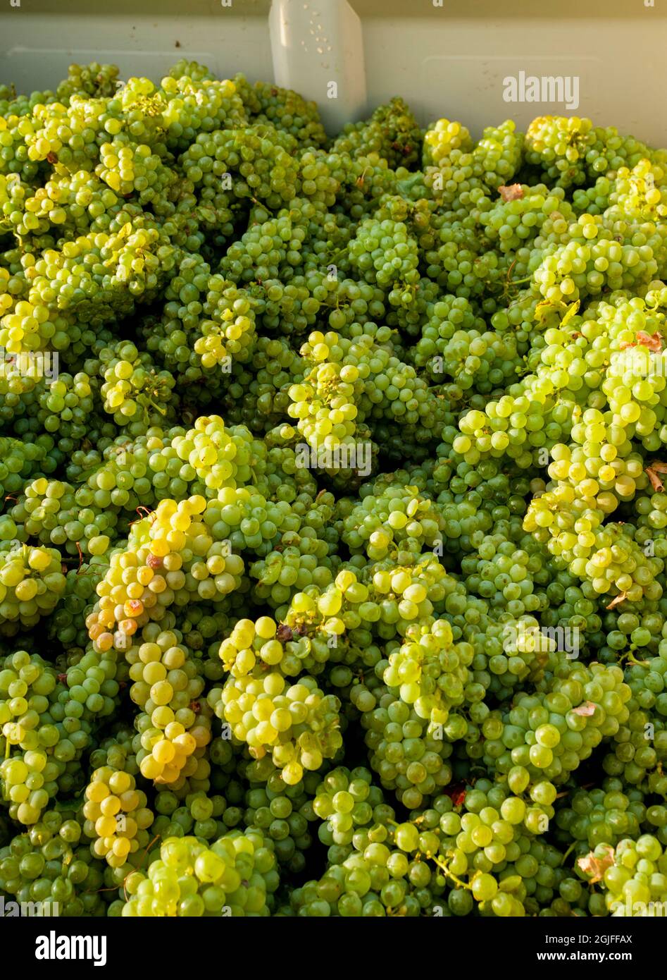 Grapes in bin hi-res stock photography and images - Alamy