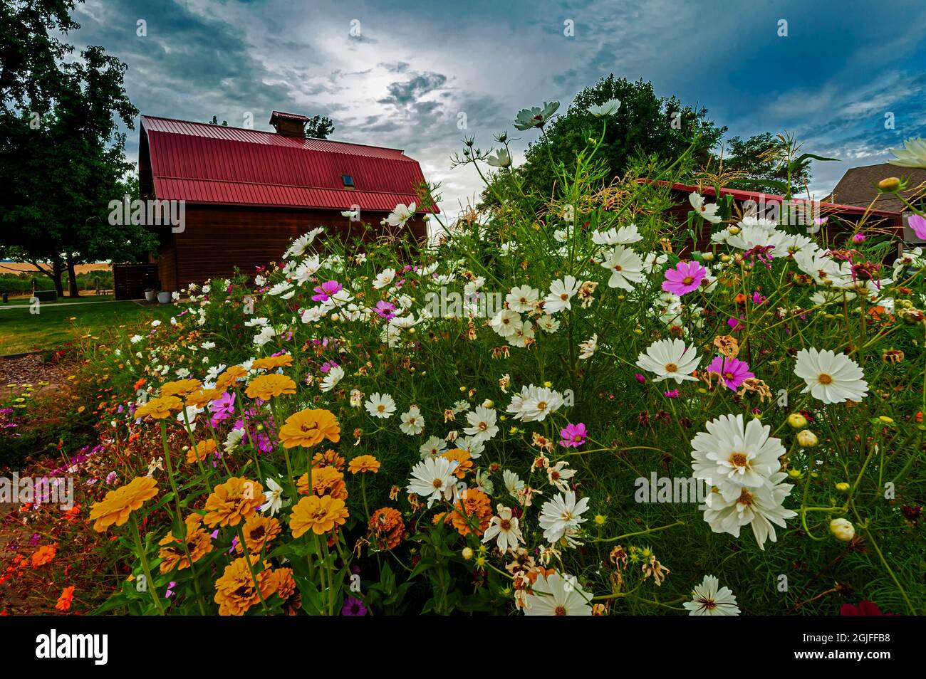USA, Washington State, Walla Walla. Summer flowers bloom near a winery ...