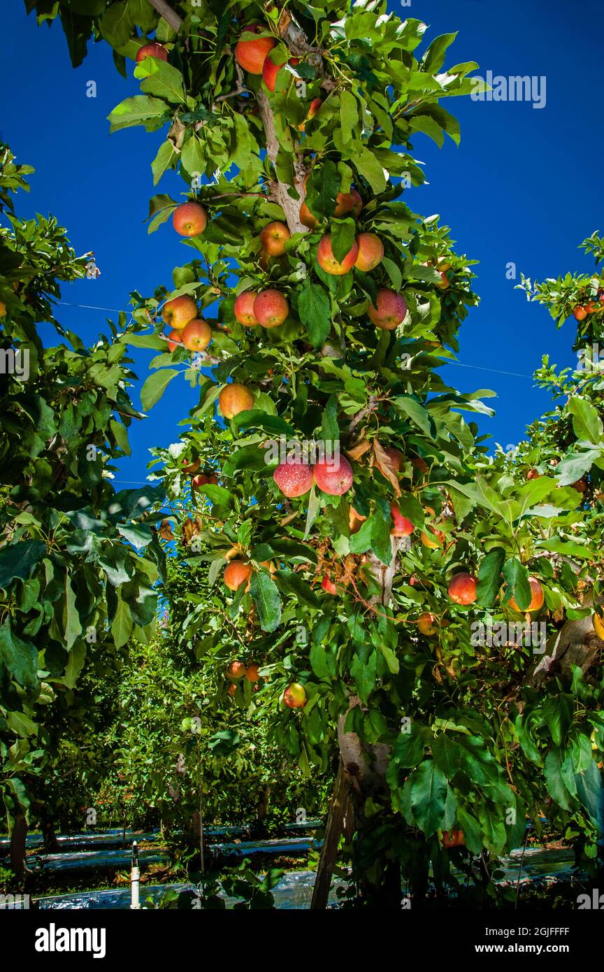 USA, Washington State, Yakima Valley. Apple orchard near harvest Stock ...