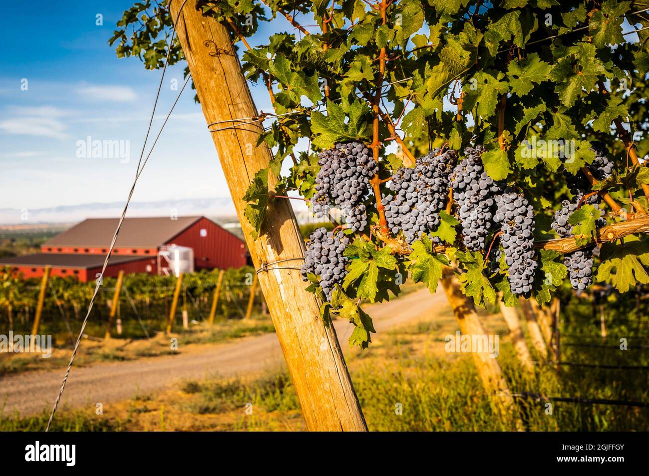 USA, Washington State, Yakima Valley. Clusters of Cabernet Sauvignon at ...