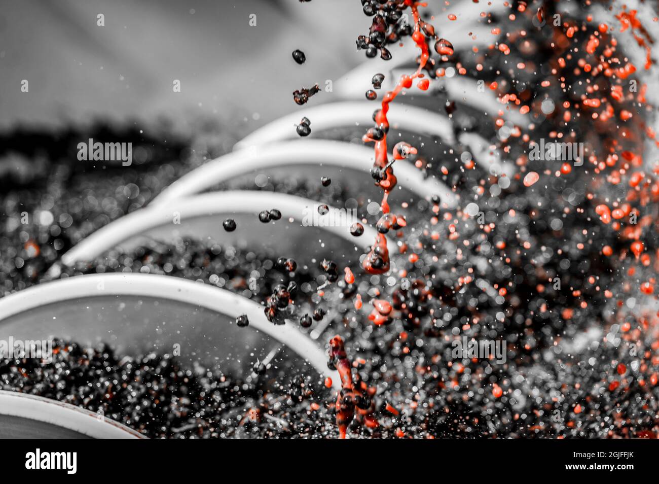 USA, Washington State, Walla Walla. Red wine grapes being processed in ...