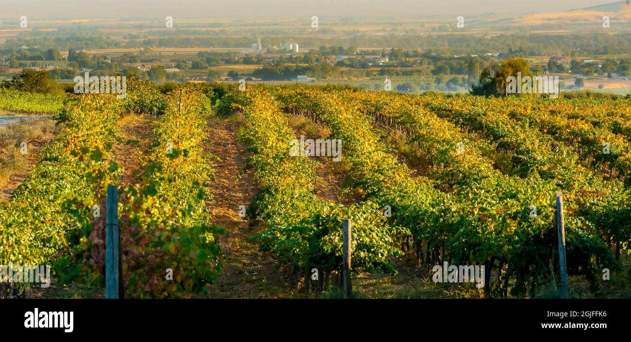 USA, Washington State, Zillah. Harvest season in a Yakima Valley ...