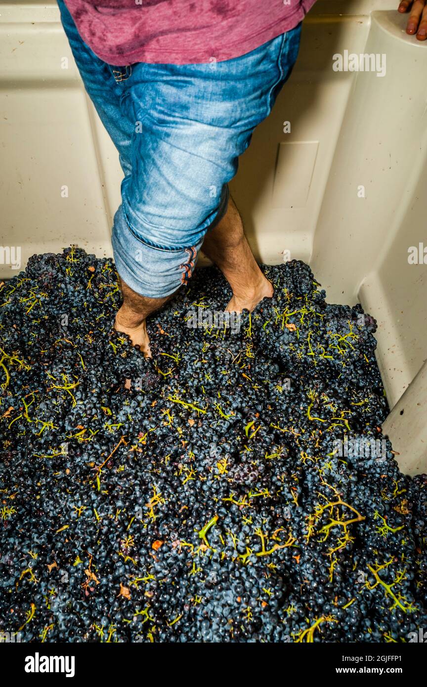 Grape stomping hi-res stock photography and images - Alamy