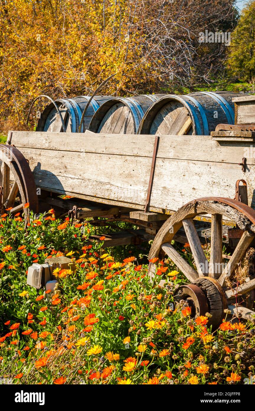 USA, Washington State, Walla Walla. Fall colors and flowers border an ...