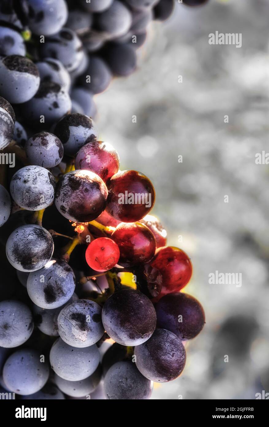 USA, Washington State, Yakima Valley. Tempranillo grapes in the last ...