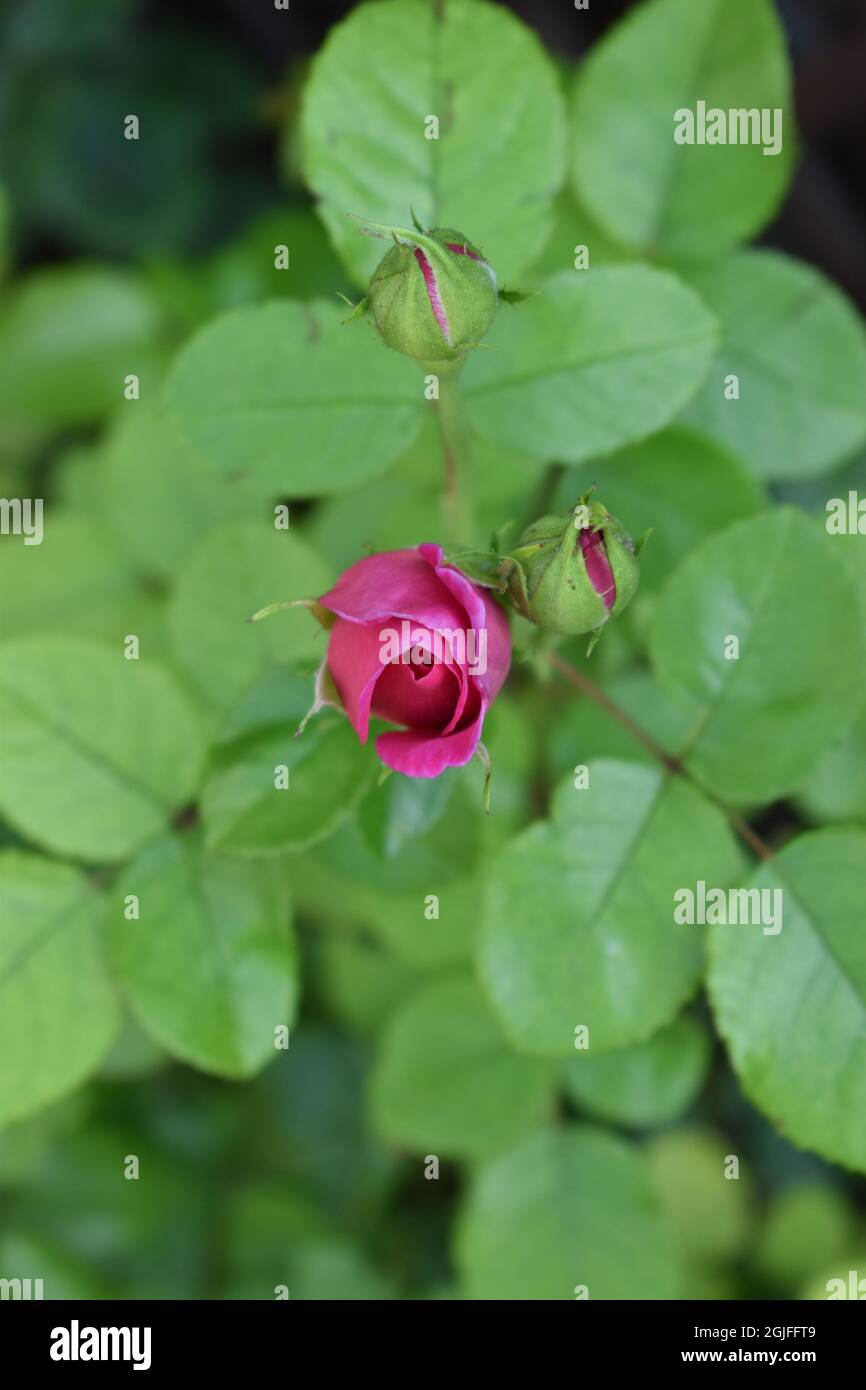 Budding rose hi-res stock photography and images - Alamy