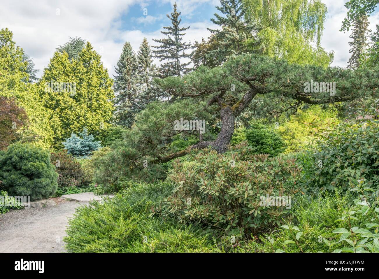 USA, Washington State, Seattle. Kubota Garden pine tree Stock Photo - Alamy