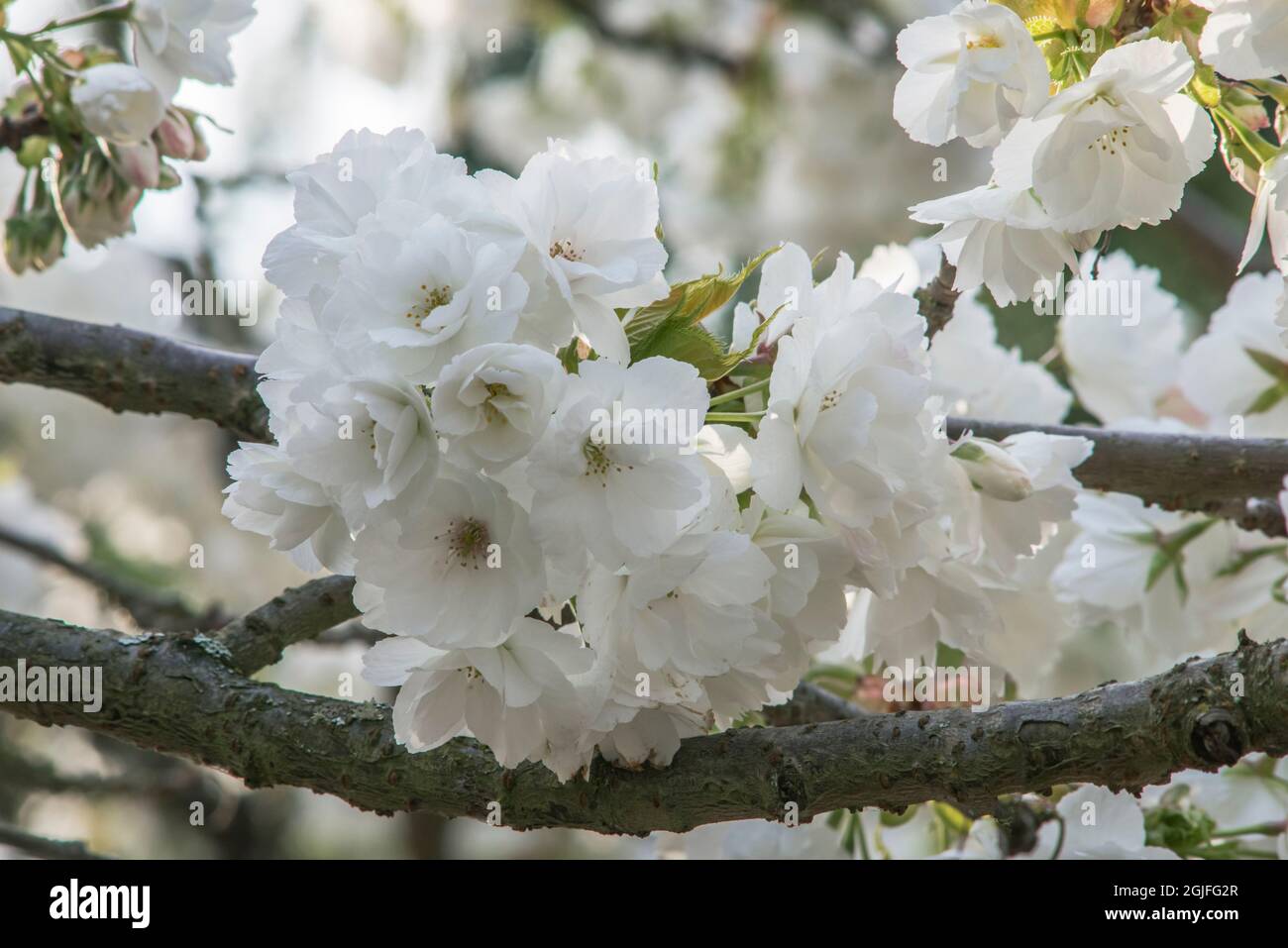 Washington State, Bellevue. Cherry blossoms Stock Photo - Alamy