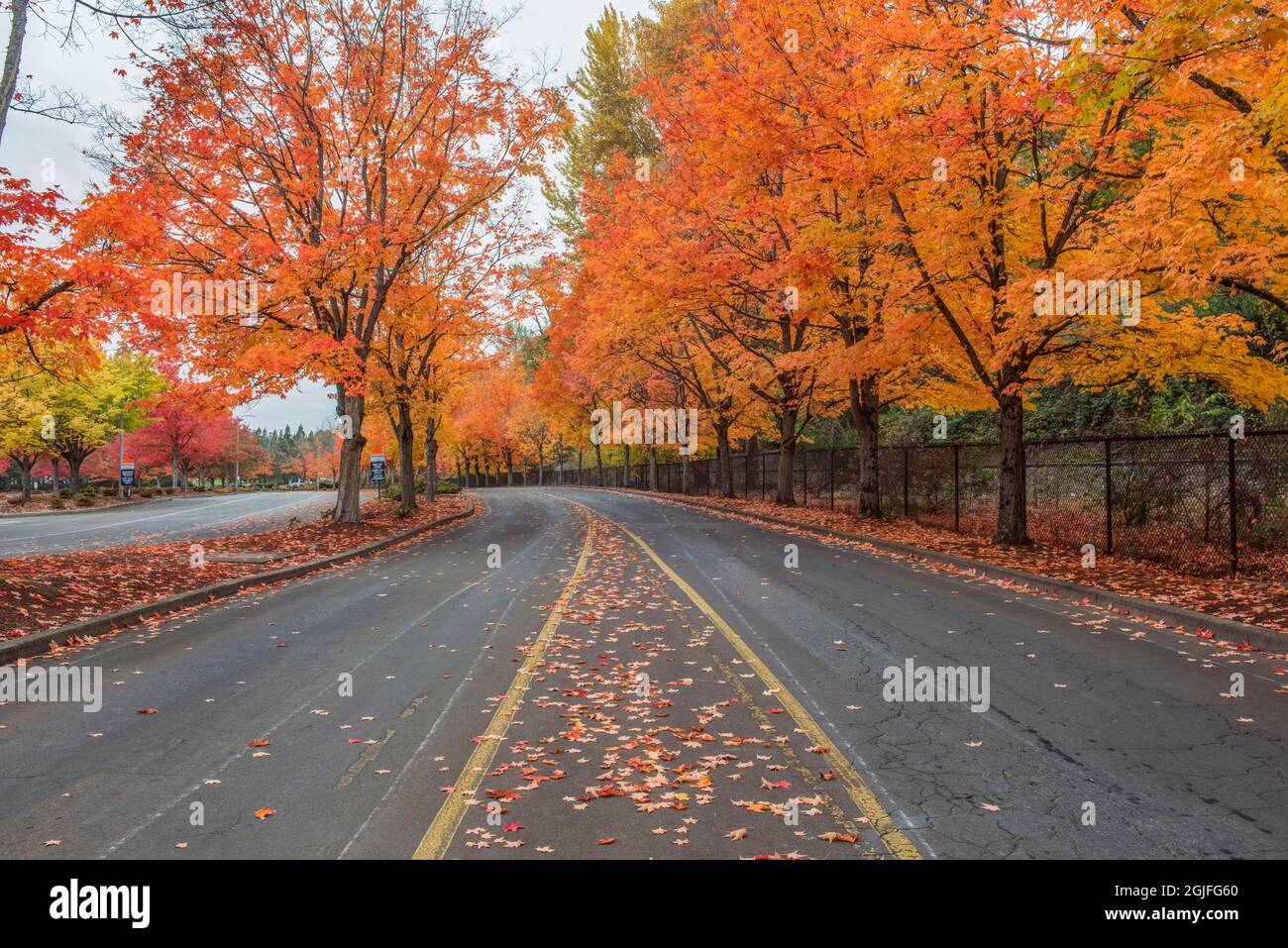 Washington State, Renton. Autumn Color at Gene Coulon Park Stock Photo - Alamy