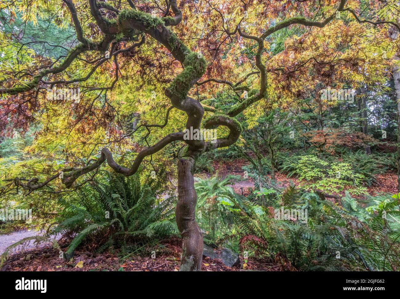 Washington State, Seattle. Arboretum, Japanese Maple Stock Photo - Alamy