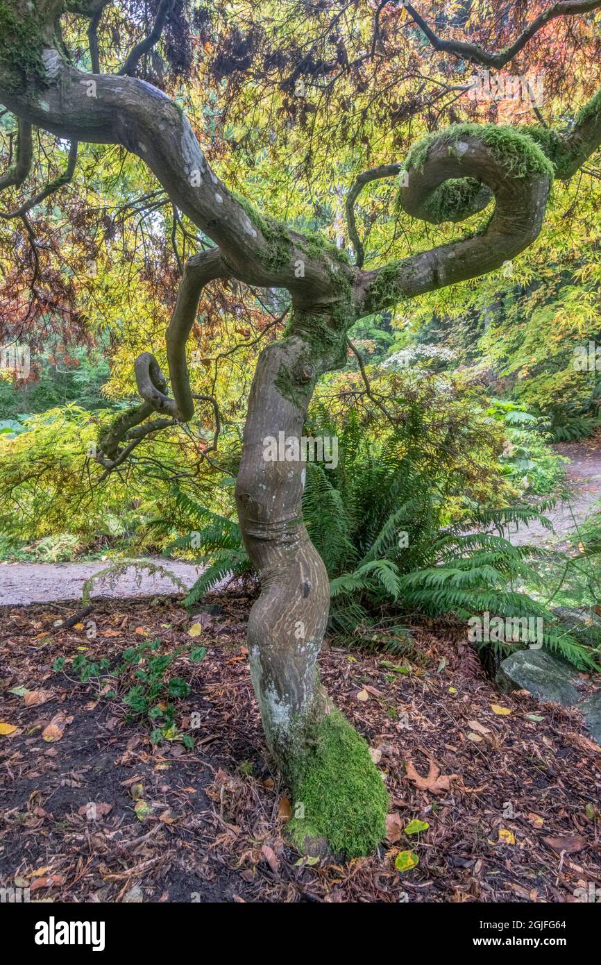 Washington State, Seattle. Arboretum, Japanese Maple Stock Photo - Alamy