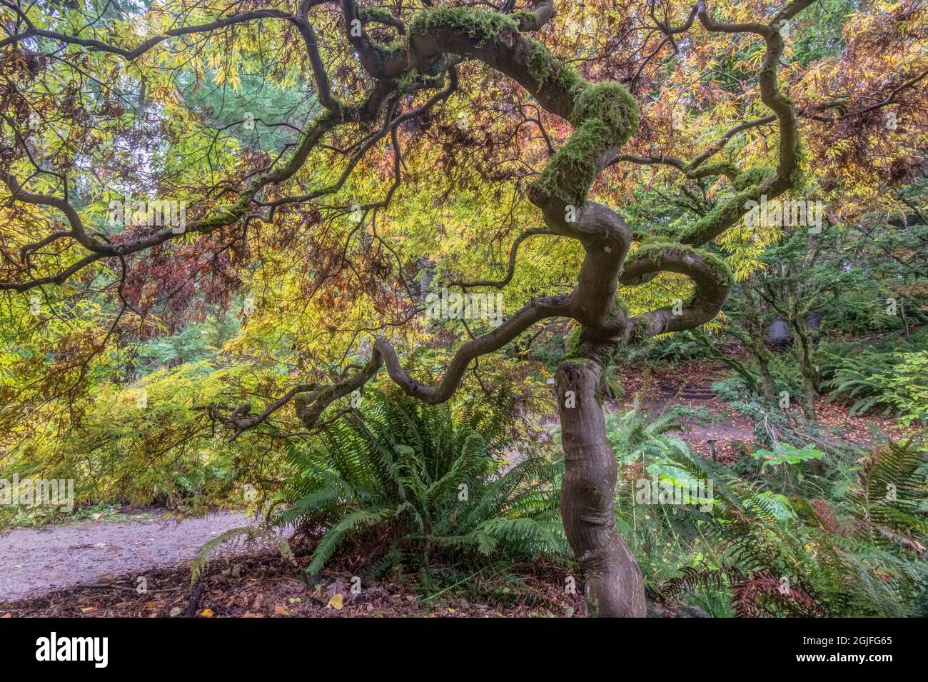 Washington State, Seattle. Arboretum, Japanese Maple Stock Photo - Alamy
