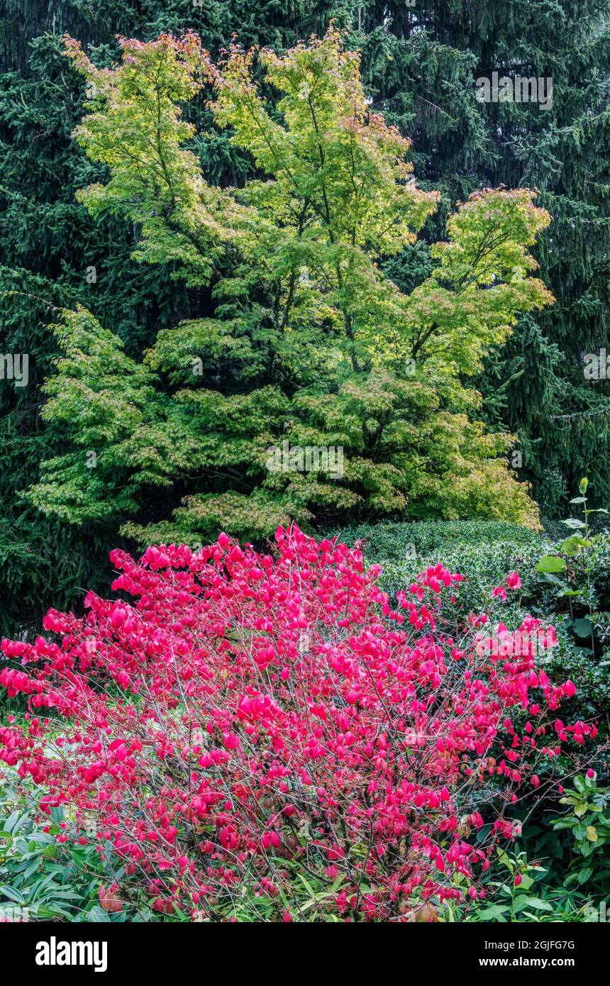 Washington State, Seattle. Kubota Garden, Burning bush and Japanese ...