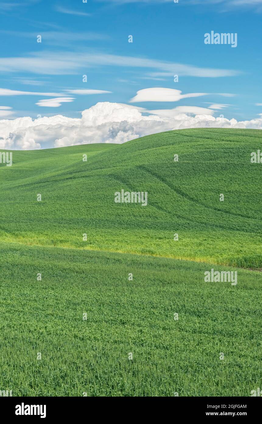 Wheat Field and Clouds, Whitman County, Washington State Stock Photo ...