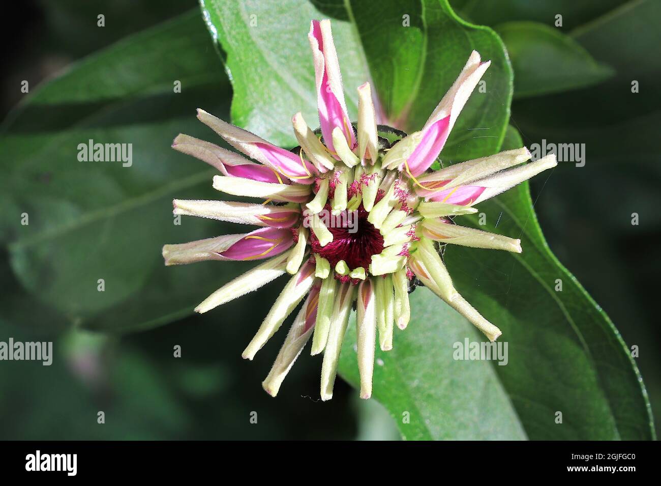 Curled petals hi-res stock photography and images - Alamy