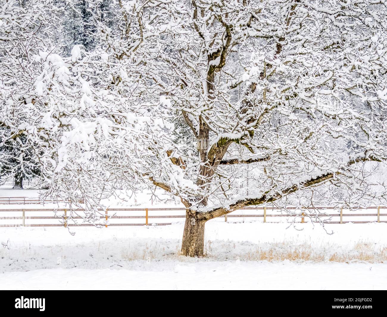 USA, Washington State, Fall City, fresh snow on trees and fence Stock ...
