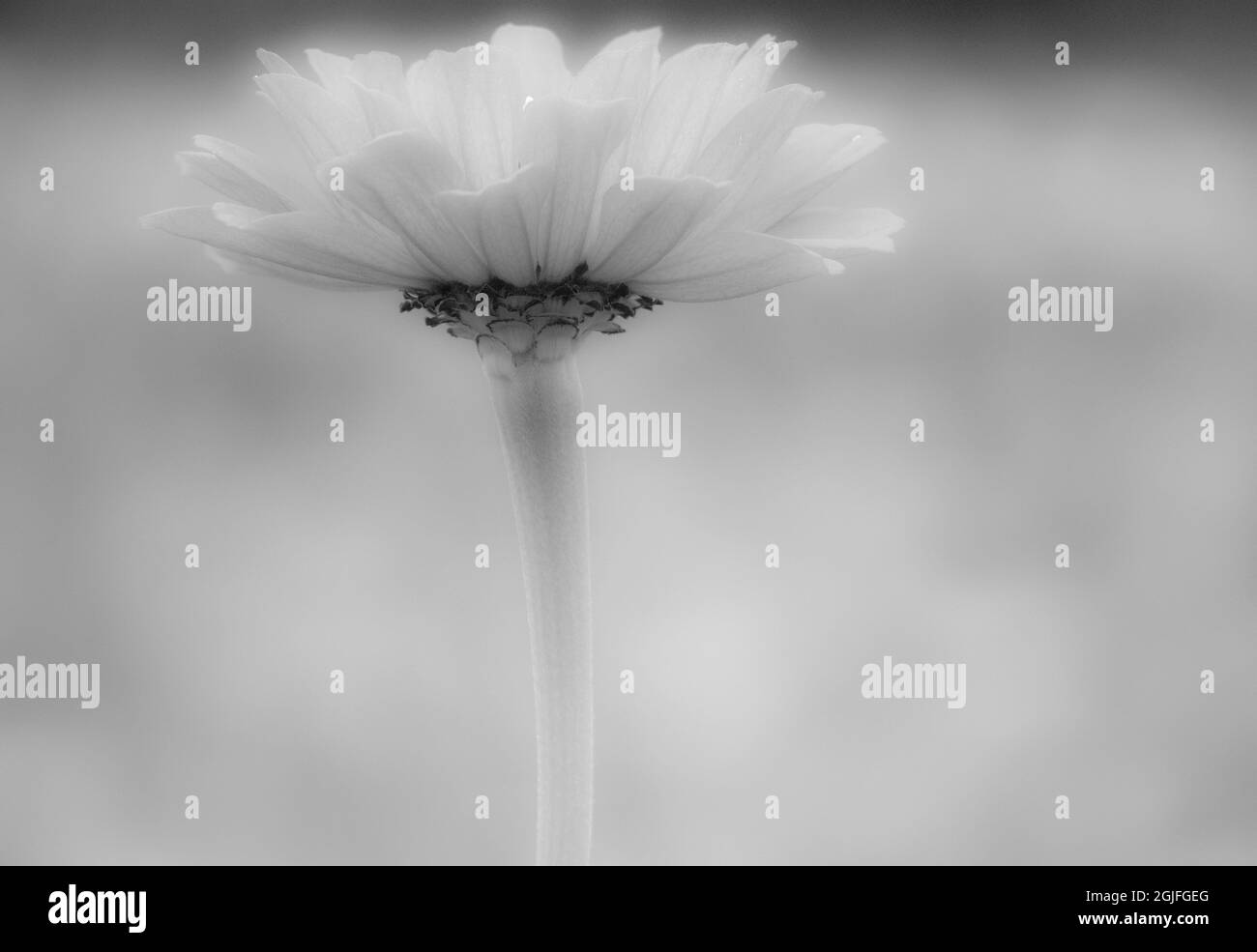 State flower of washington state Black and White Stock Photos & Images ...