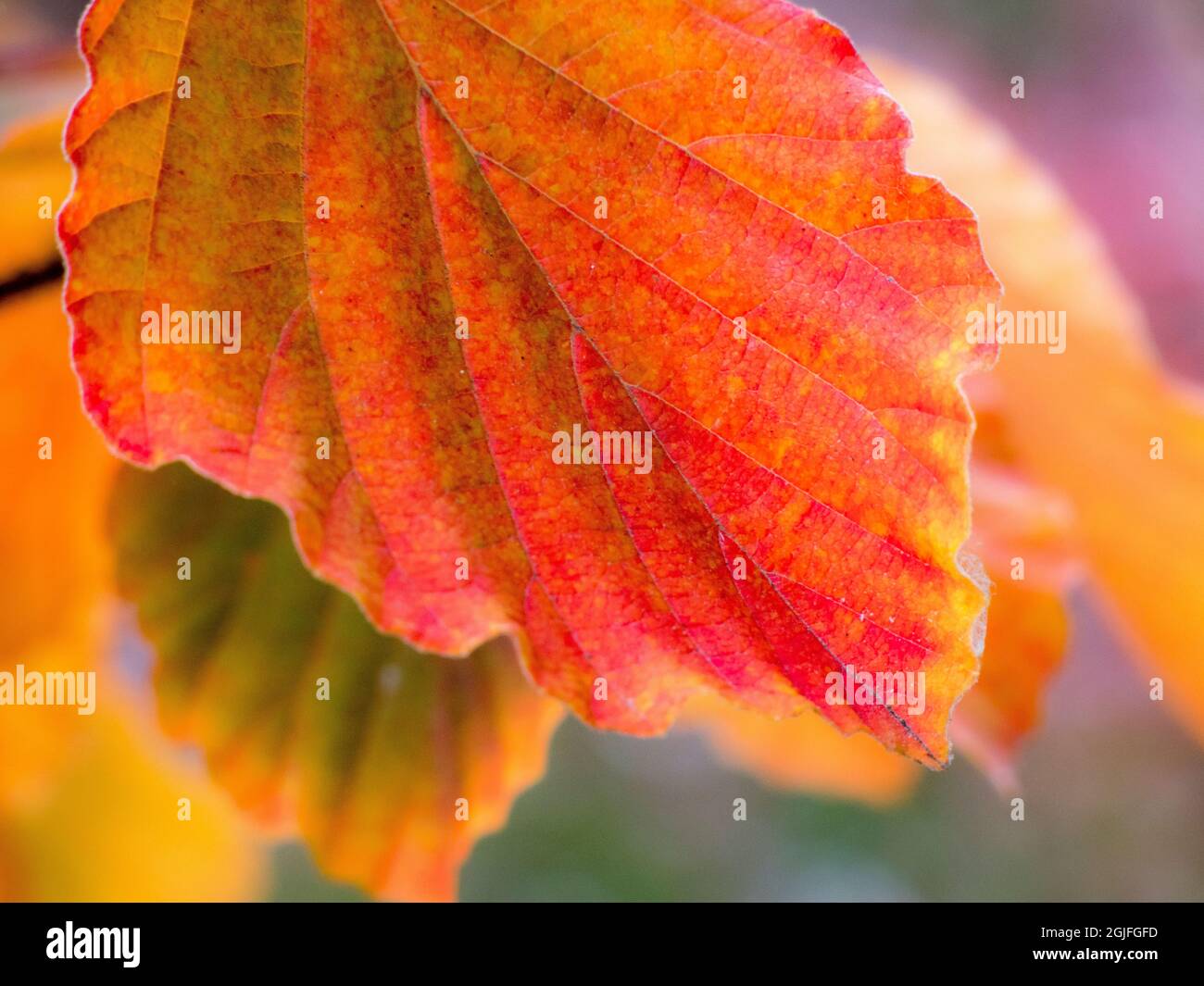USA, Washington State, Sammamish witch hazel leaves fall colors in ...