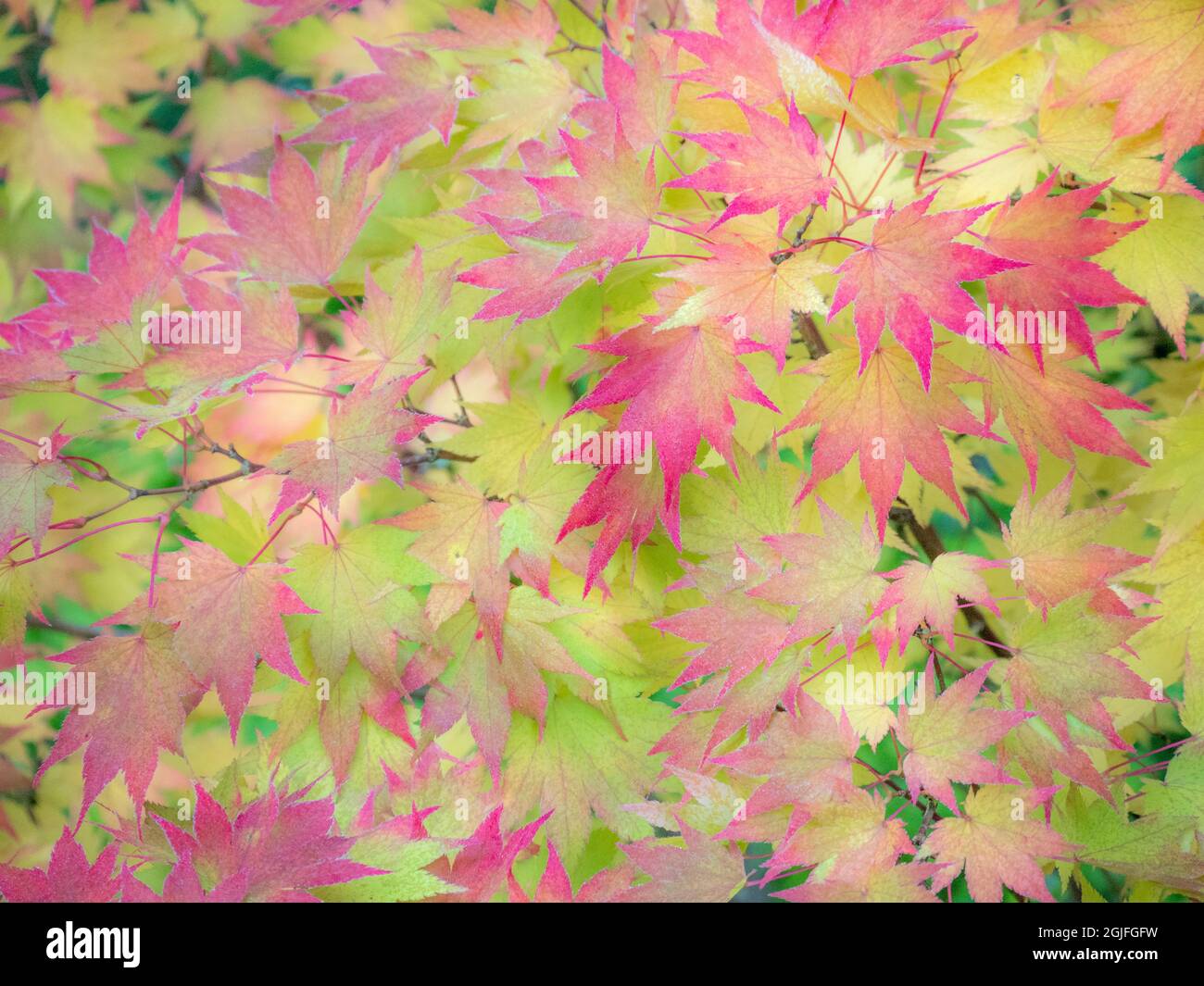 USA, Washington State, Sammamish Japanese Maple leaves fall colors in ...