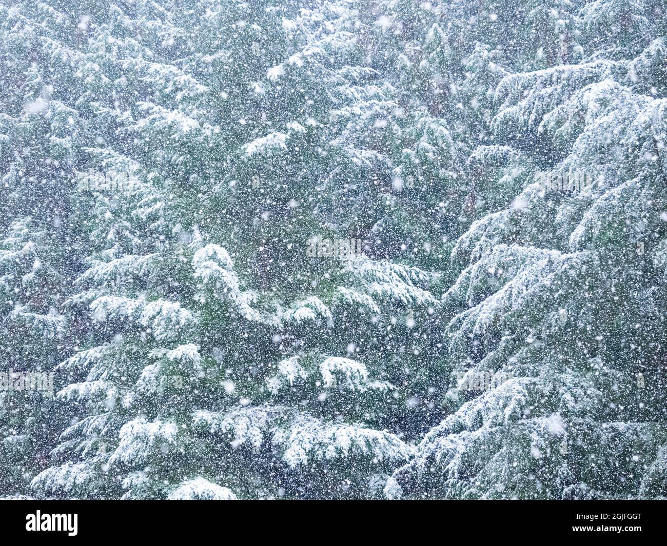 USA, Washington State, Sammamish fresh Autumn heavy snowfall coming ...