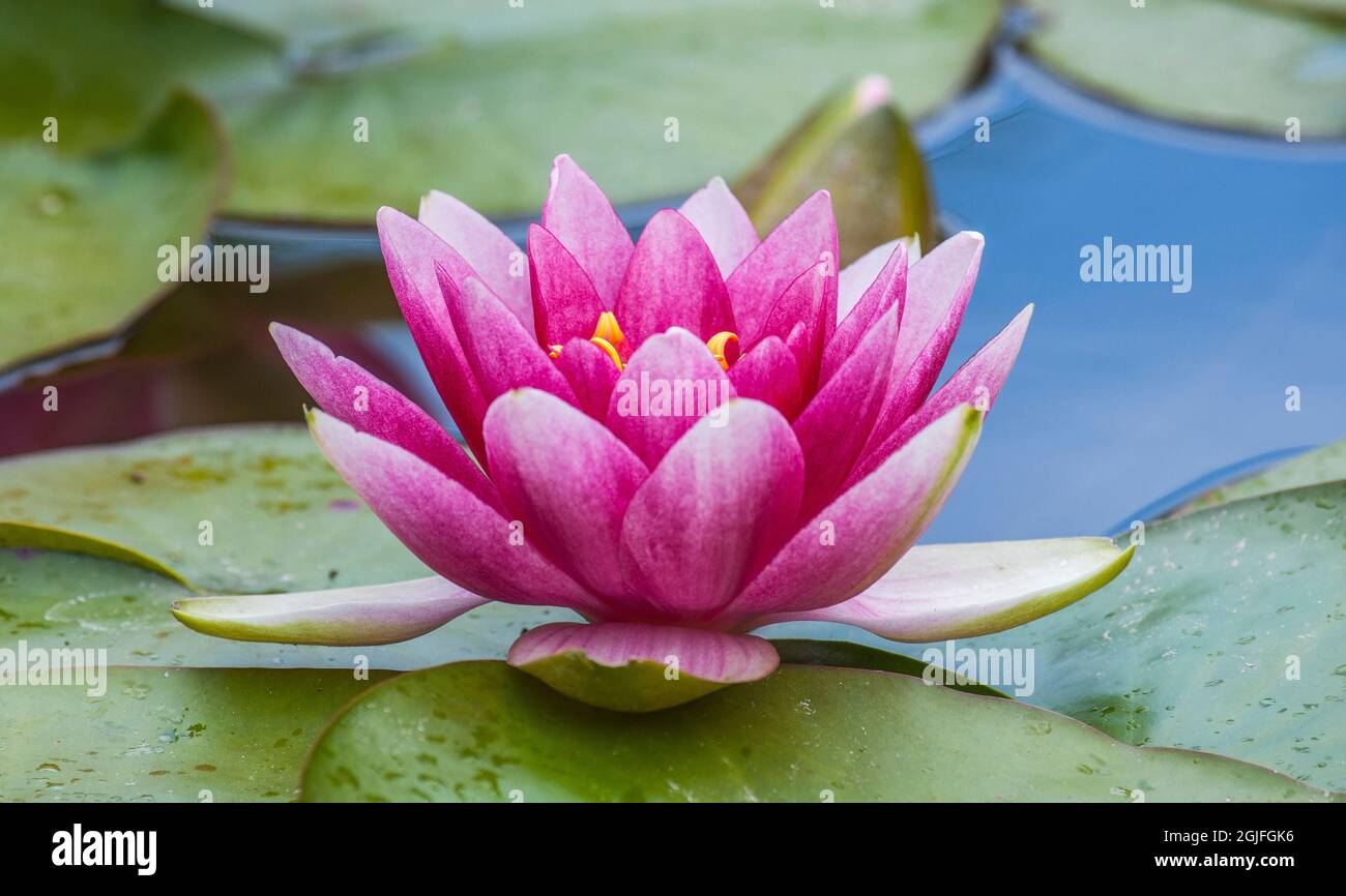 USA, Washington State, Seattle, Woodland Park garden with waterlilies ...