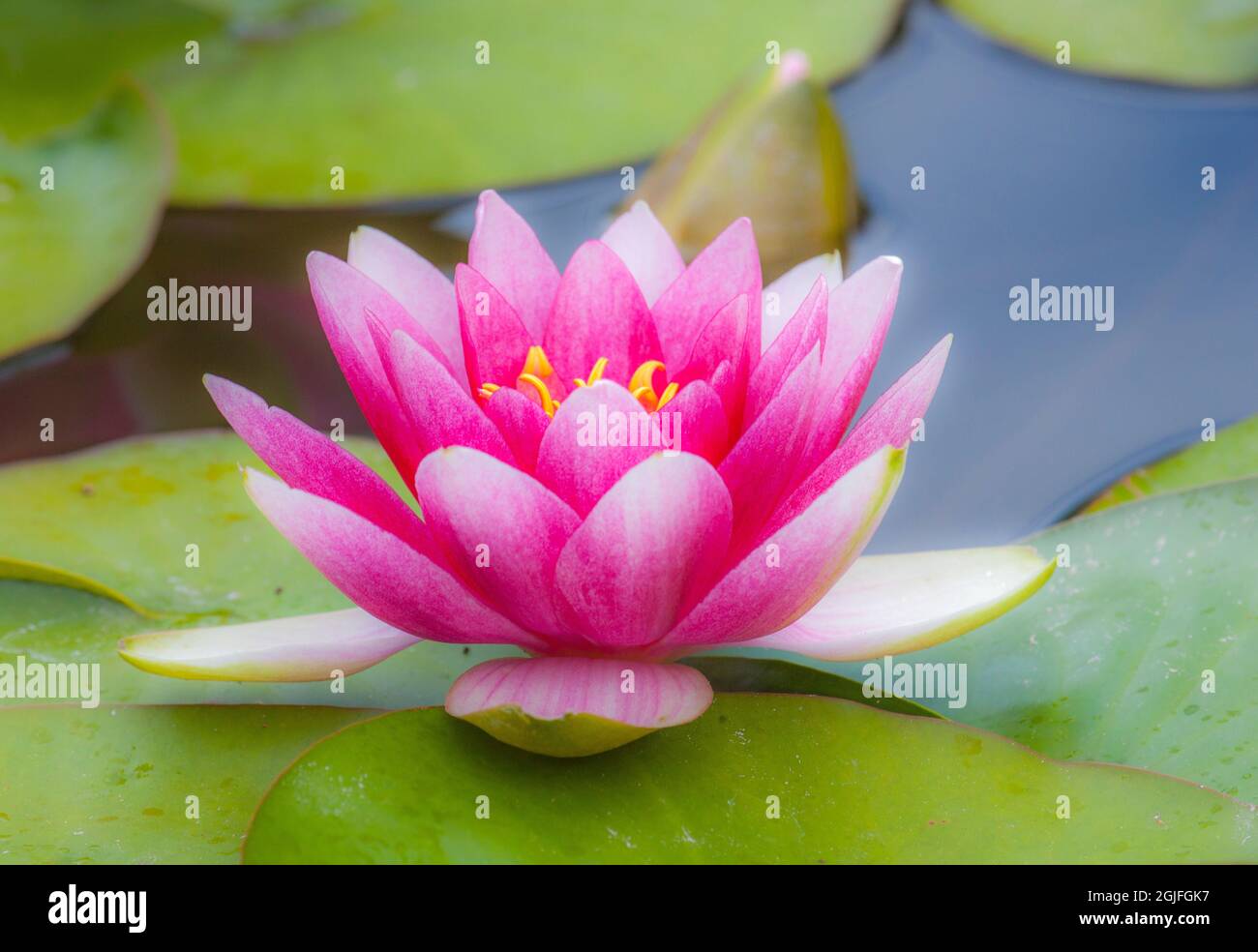 USA, Washington State, Seattle, Woodland Park garden with waterlilies ...