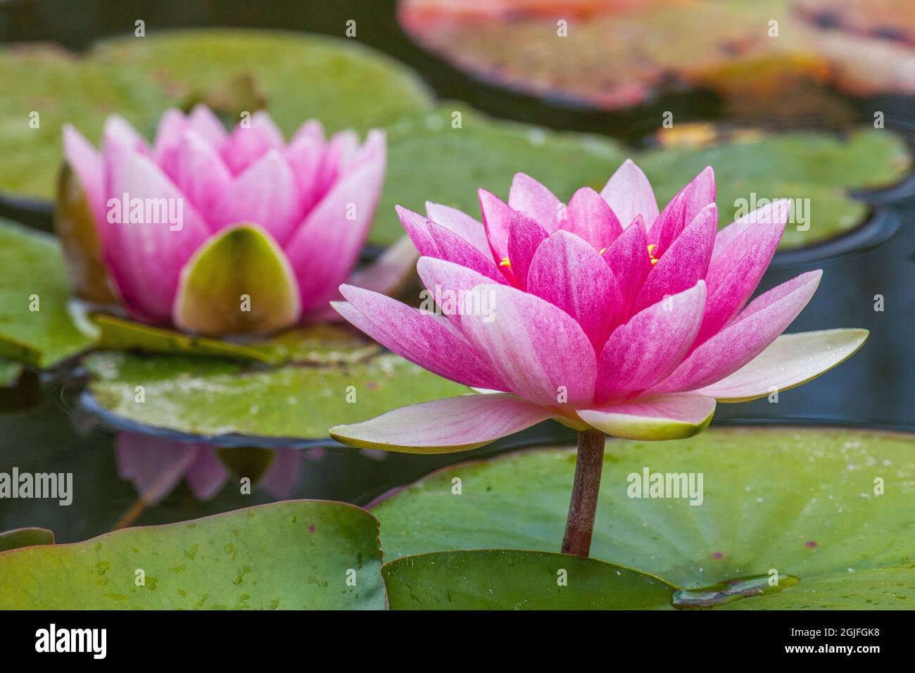 USA, Washington State, Seattle, Woodland Park garden with waterlilies ...