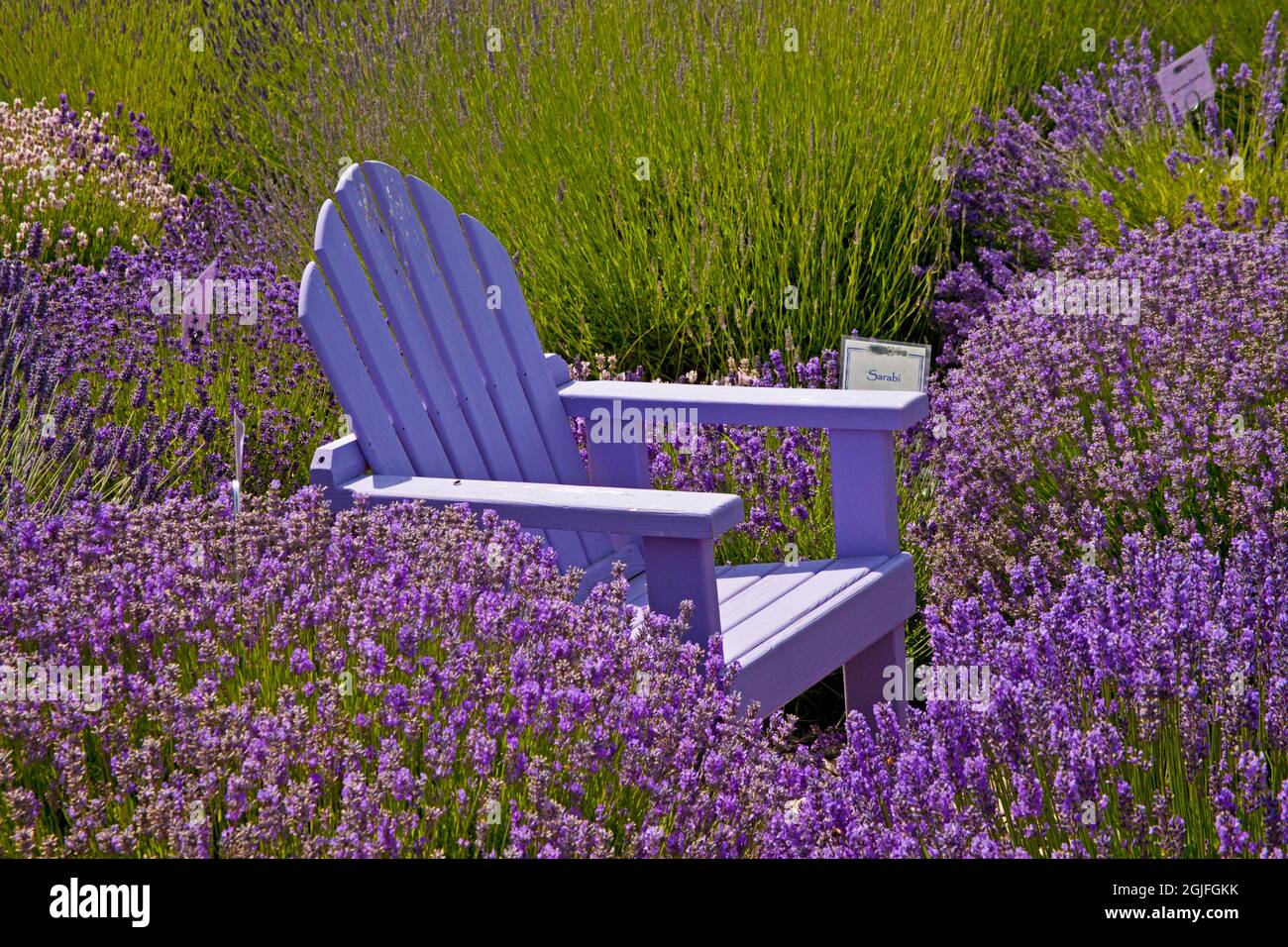 USA, Sequim, Washington State, field of Lavender with lone Lavender ...