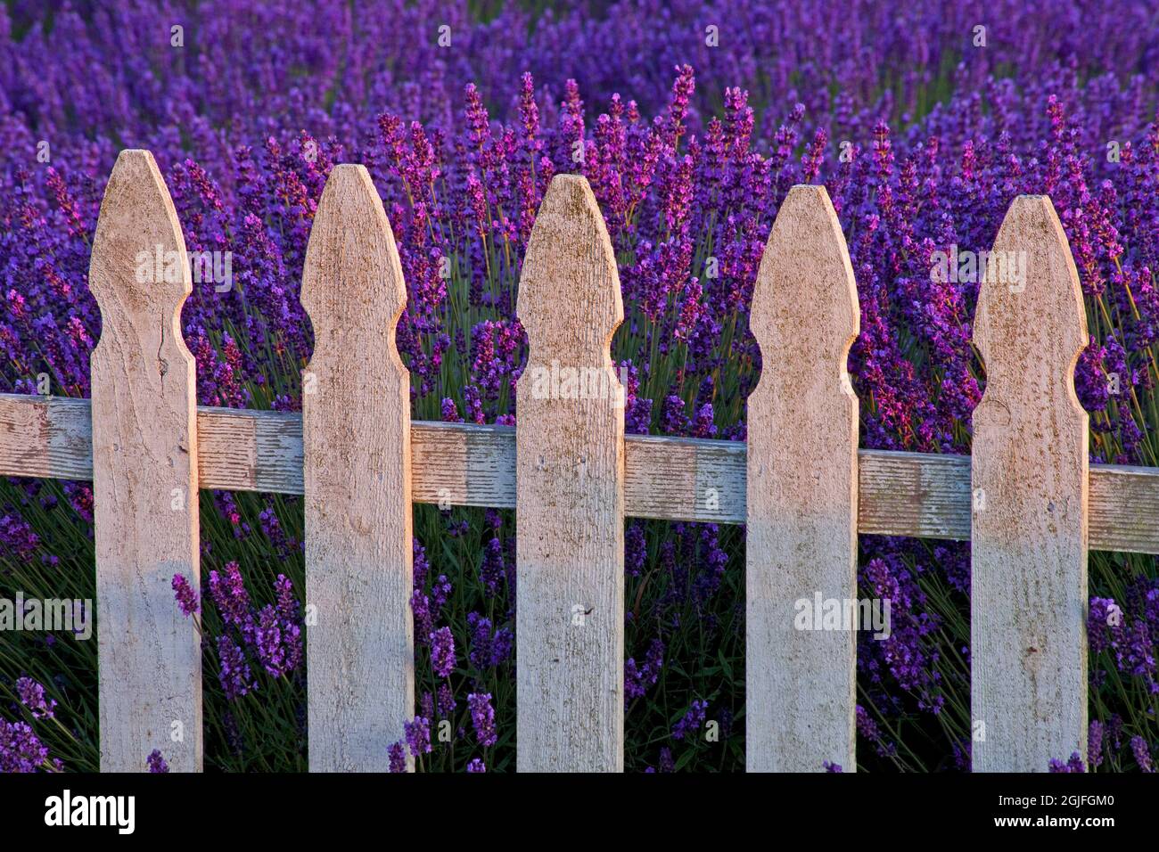USA, Sequim, Washington State, field of Lavender White Picket Fence ...