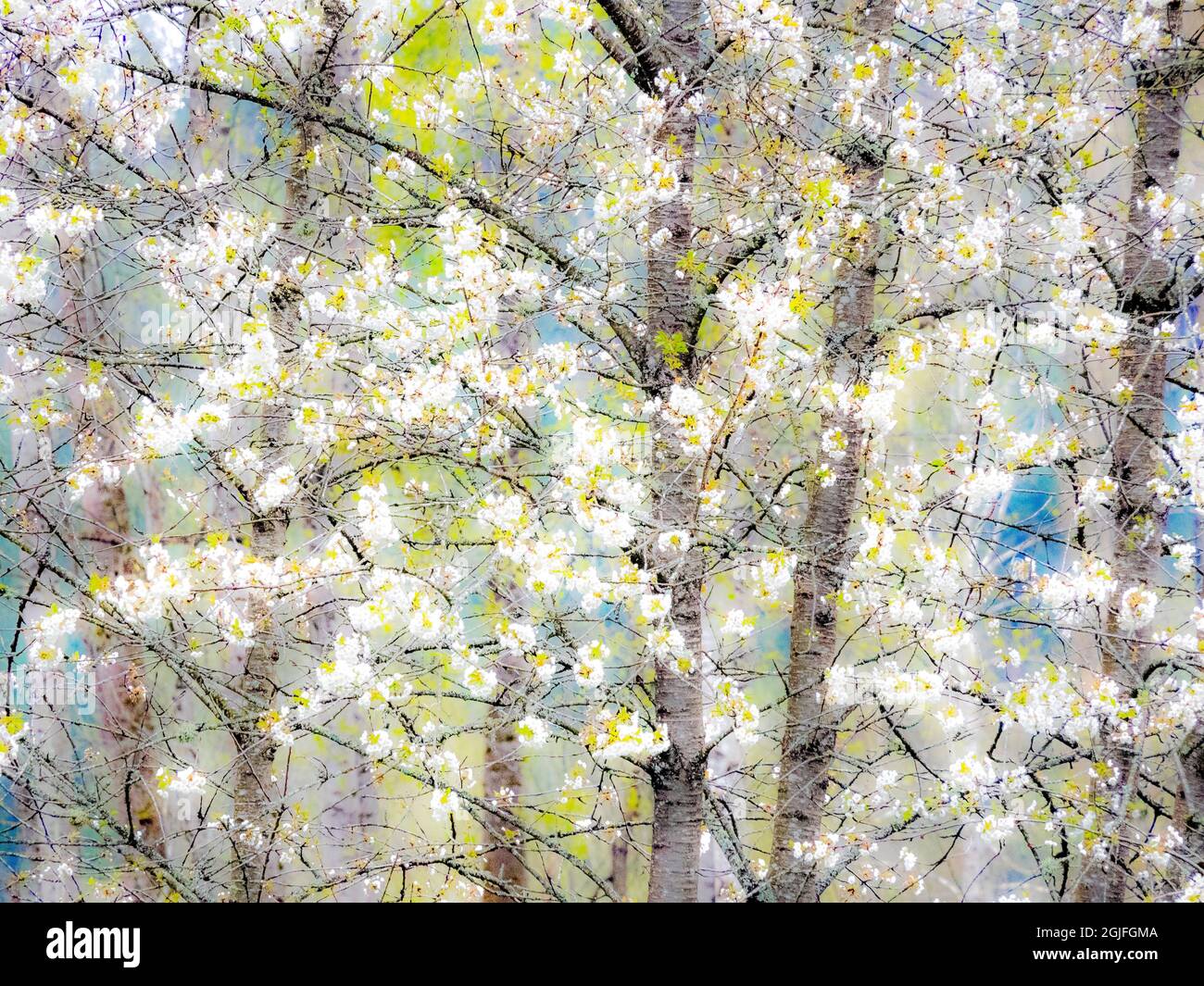 Blooming Cottonwood Tree