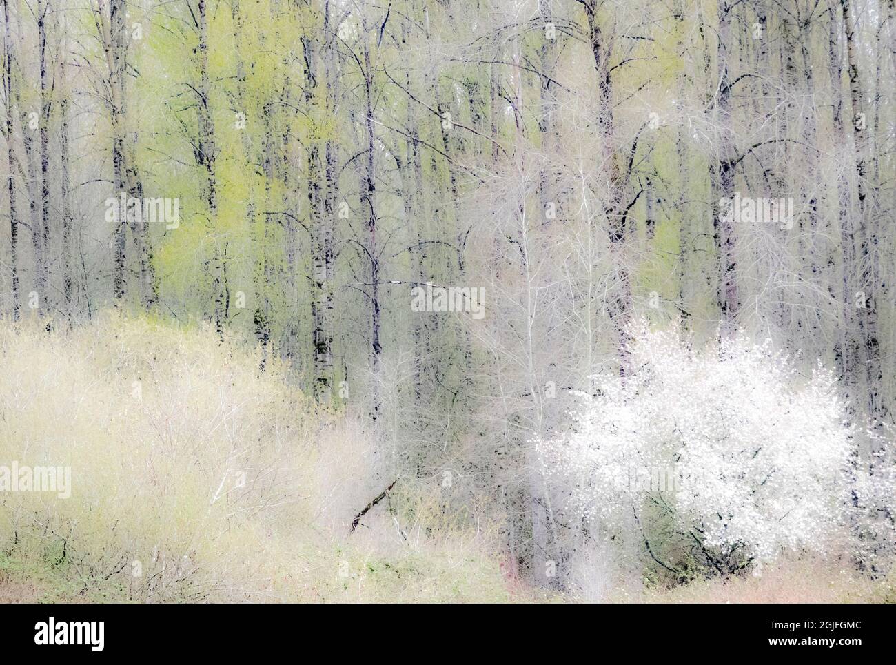 USA, Washington State, Fall City springtime with blooming cherry trees ...