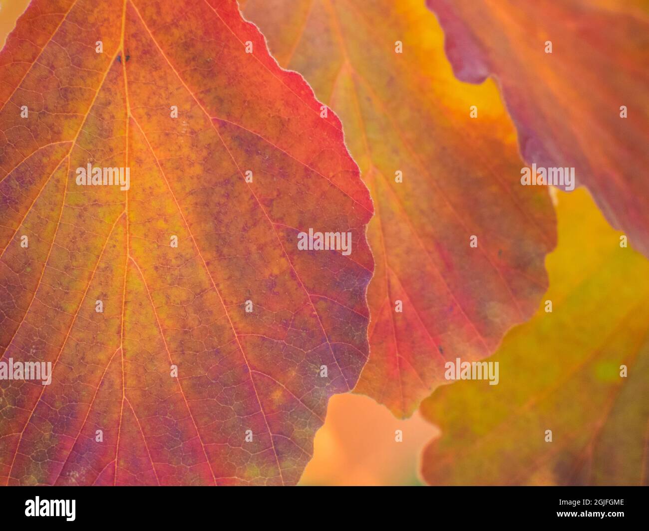 USA, Washington State, Sammamish witch hazel leaves with fall color ...