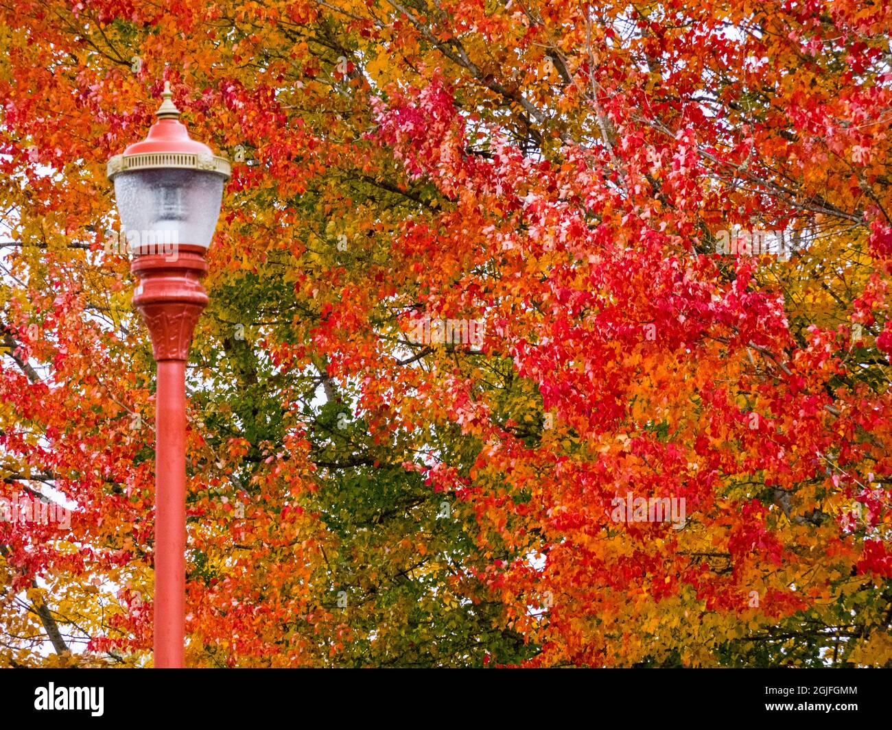USA, Washington State, Issaquah maple trees in fall color with reds and ...