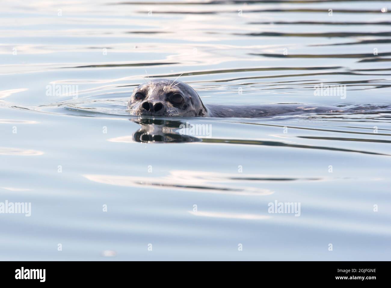 USA, Washington State, Puget Sound. Harbor Seal reflected in glass ...