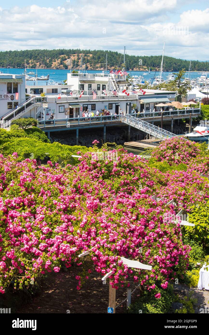USA, Washington State. Roche Harbor Resort, trellised roses in full ...