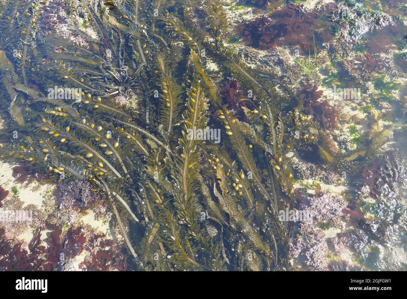 View of seaweed kelp on the Oregon coast Stock Photo - Alamy